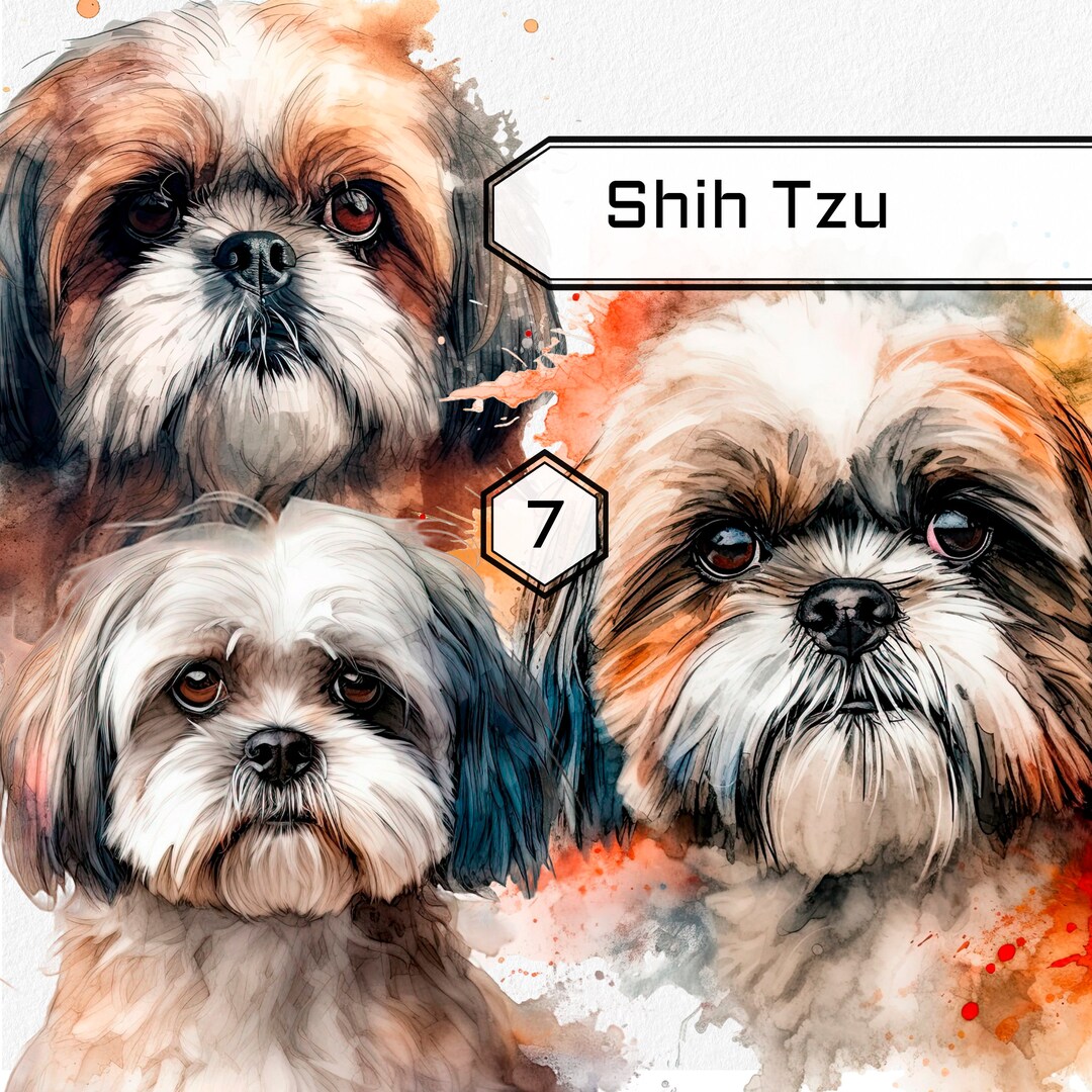7 PNG & JPG Shih Tzu Clip Art White and Transparent - Etsy