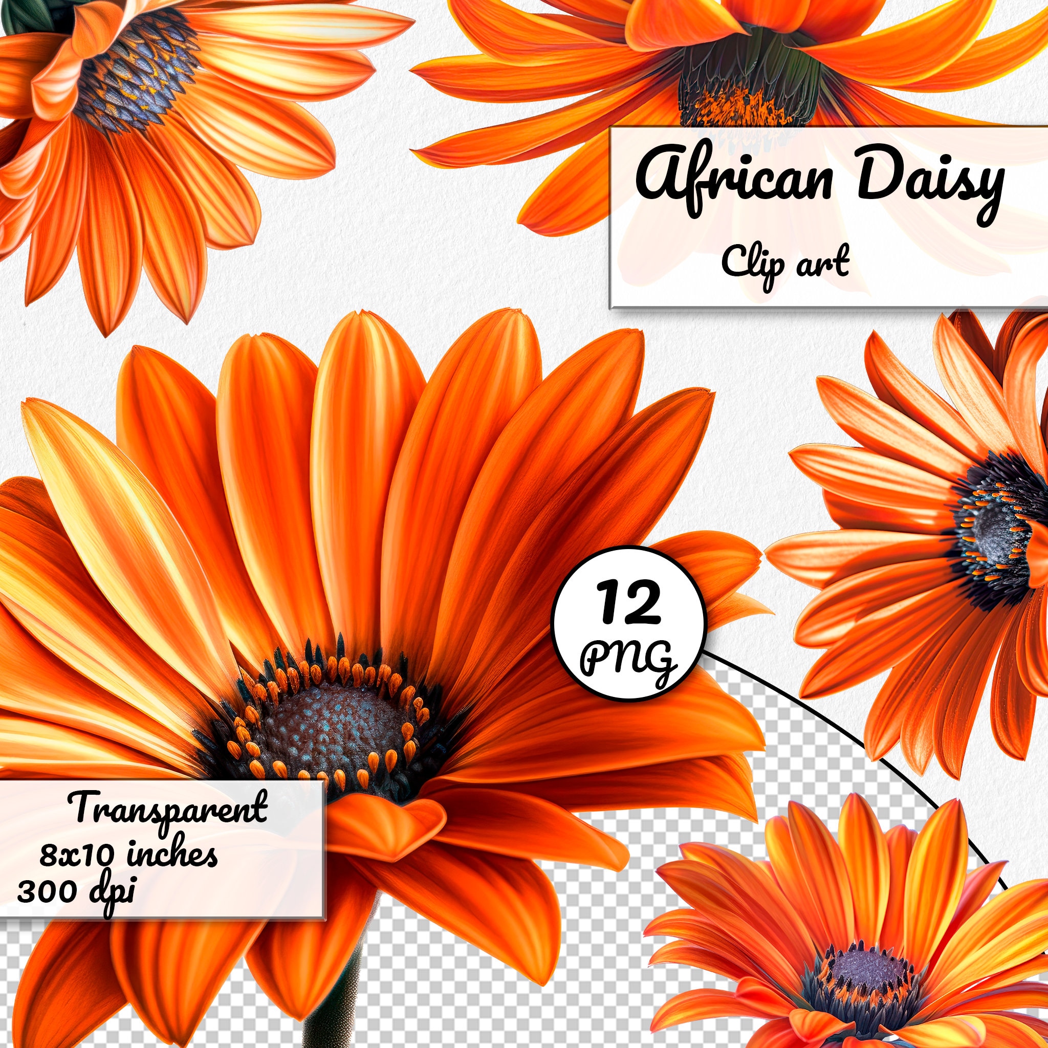Orange Daisy Clip Art