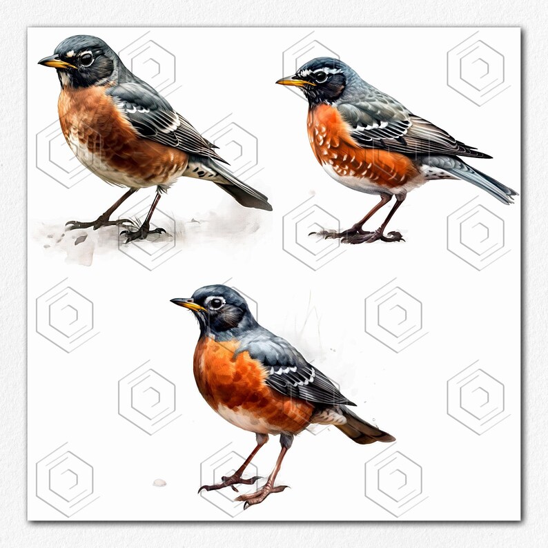 14 PNG & JPG Watercolor American Robin Clip Art: Foraging - Etsy