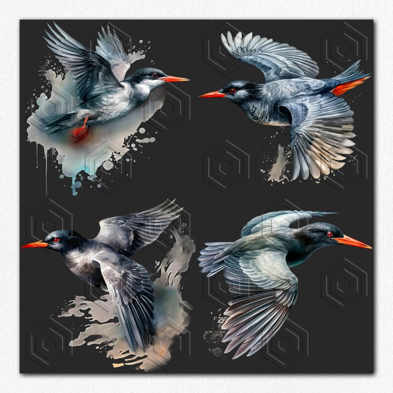 8 PNG & JPG Inca Tern Clip Art Watercolor Illustration - Etsy