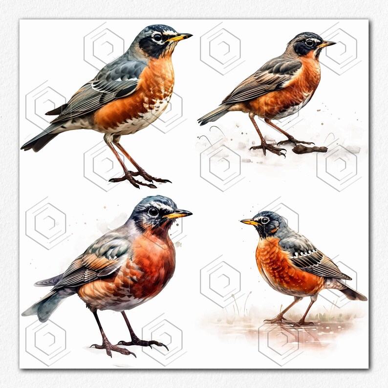 14 PNG & JPG Watercolor American Robin Clip Art: Foraging - Etsy
