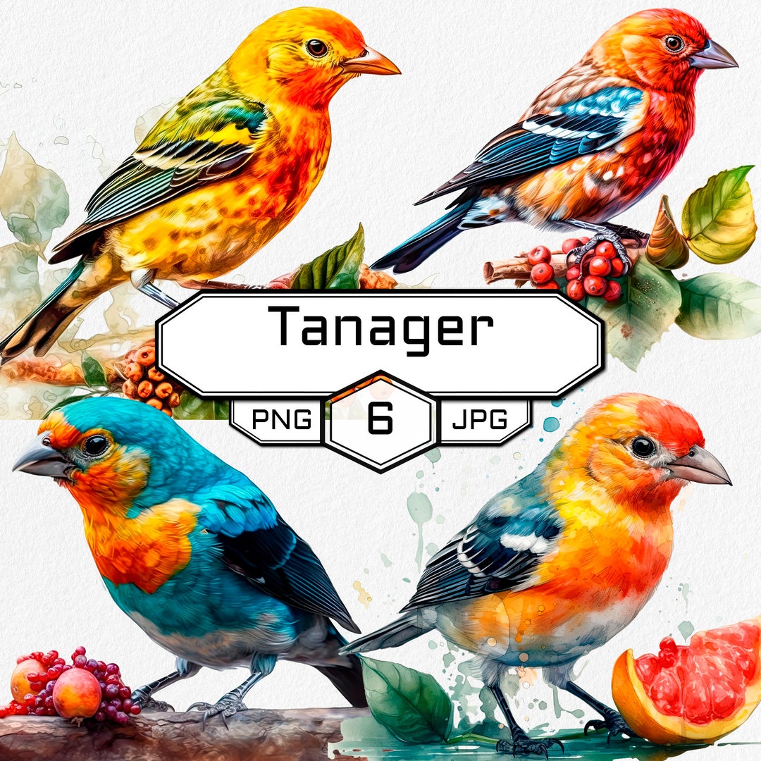 6 PNG & JPG Tanager Clip Art Watercolor Illustration - Etsy