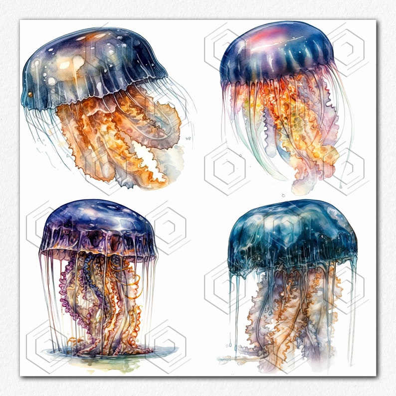 11 PNG & JPG Box Jellyfish Clipart Great for Ocean Themes - Etsy