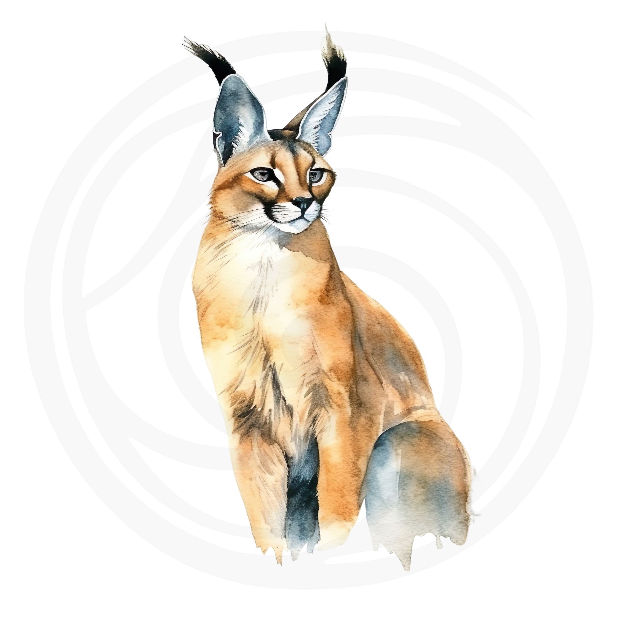 Caracal Clipart - 18 High Quality Pngs - White & Transparent Background ...