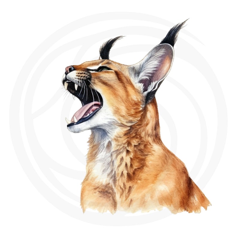 Caracal Clipart - 18 High Quality Pngs - White & Transparent Background ...