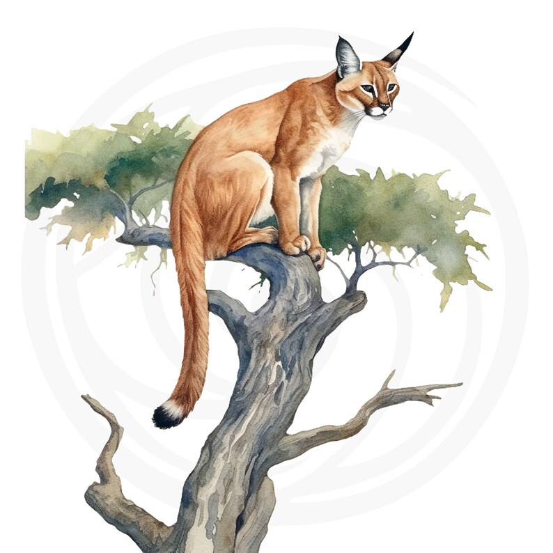 Caracal Clipart 18 High Quality Pngs White & Transparent Background ...