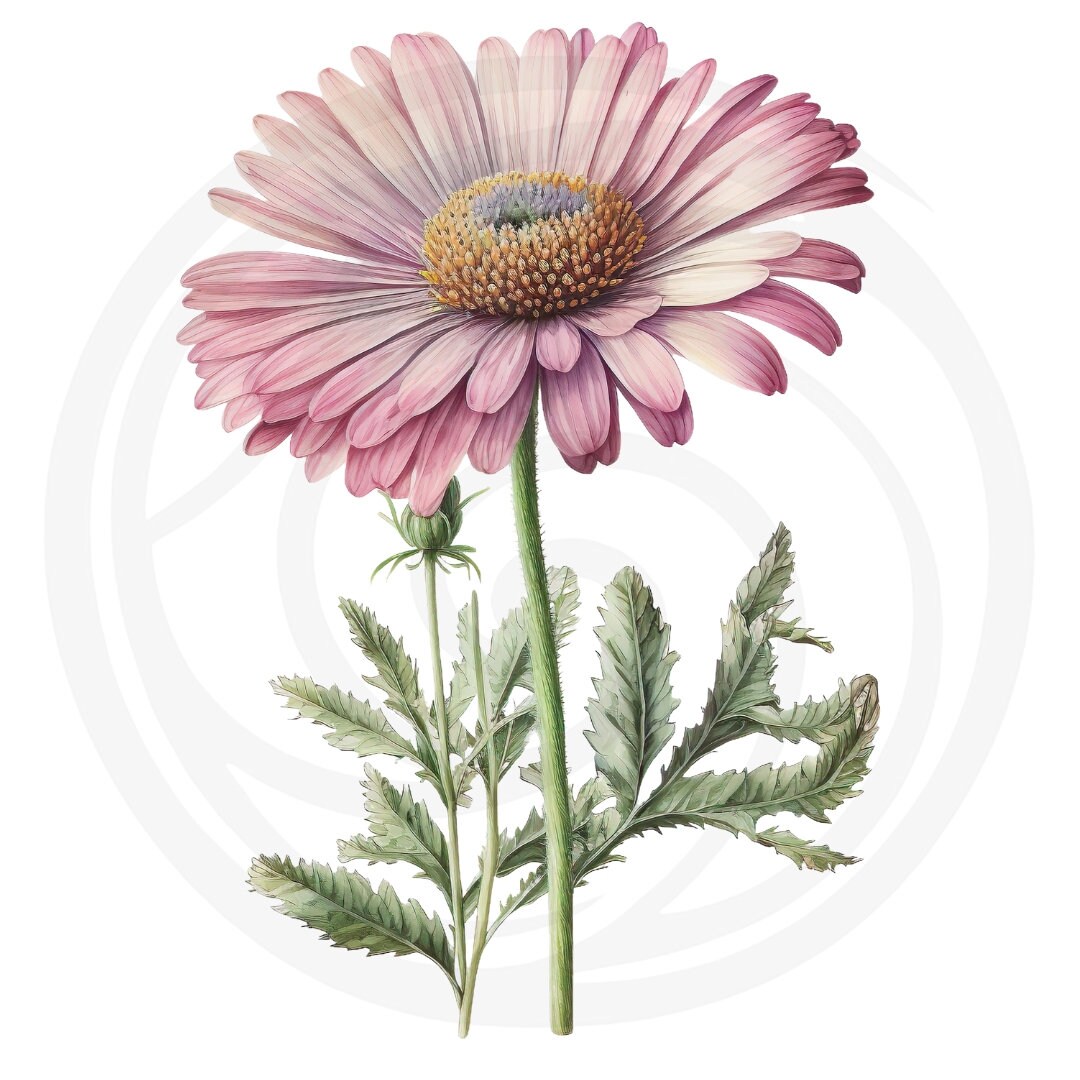 Daisy Flowers Clipart - 21 High Quality Jpgs - White & Transparent ...