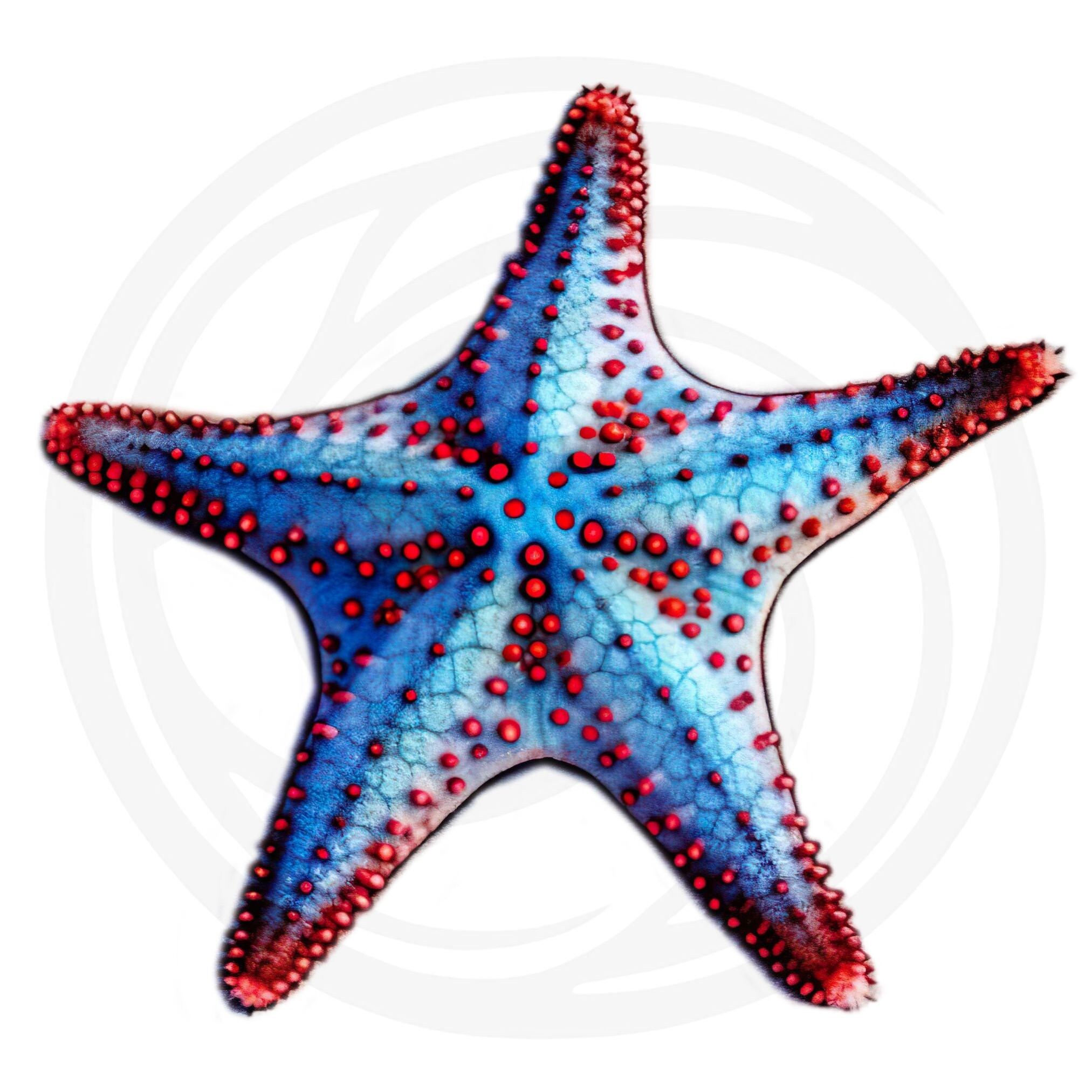 Starfish Species Clipart 20 High Quality Jpgs White & Transparent ...