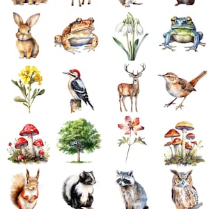 Woodland Creatures Clipart- 60 High Quality Jpgs- White & Transparent ...