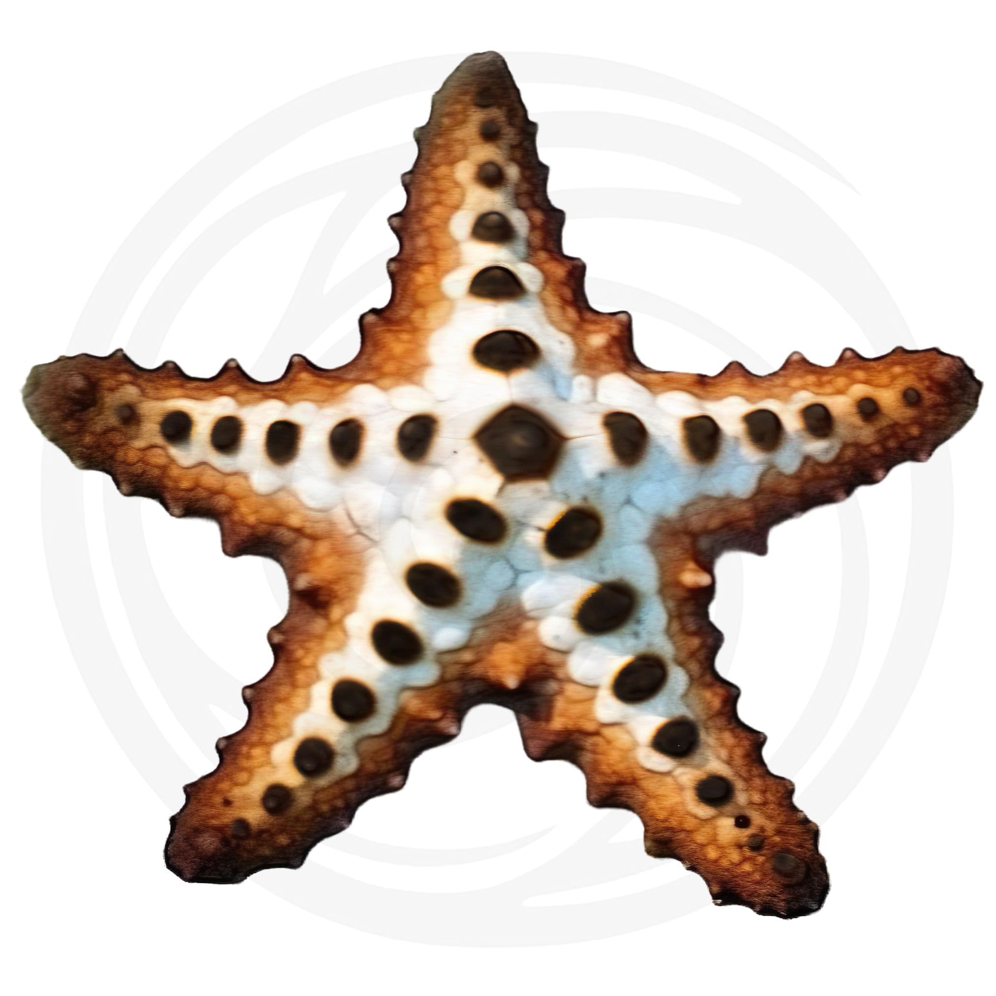 Starfish Species Clipart 20 High Quality Jpgs White & Transparent ...