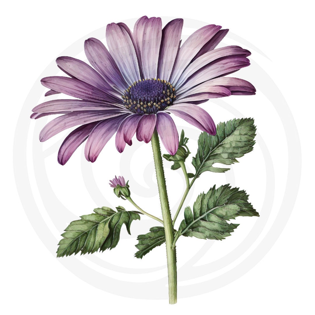 Daisy Flowers Clipart 21 High Quality Jpgs White & Transparent ...