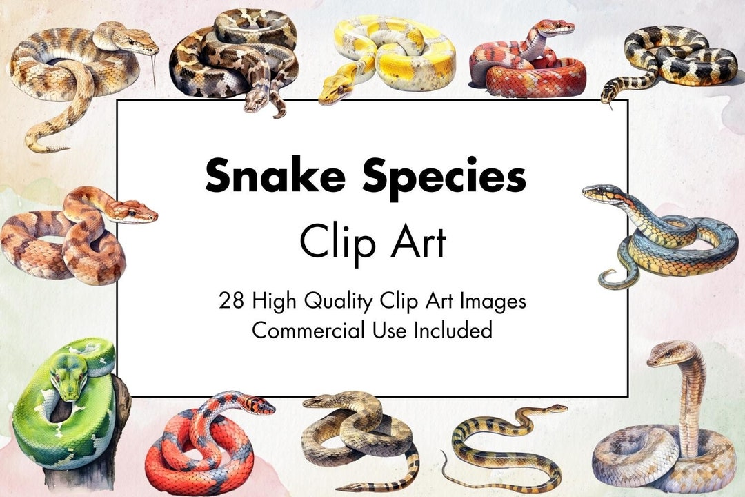Snake Species Clipart - 28 High Quality Jpgs - White & Transparent ...