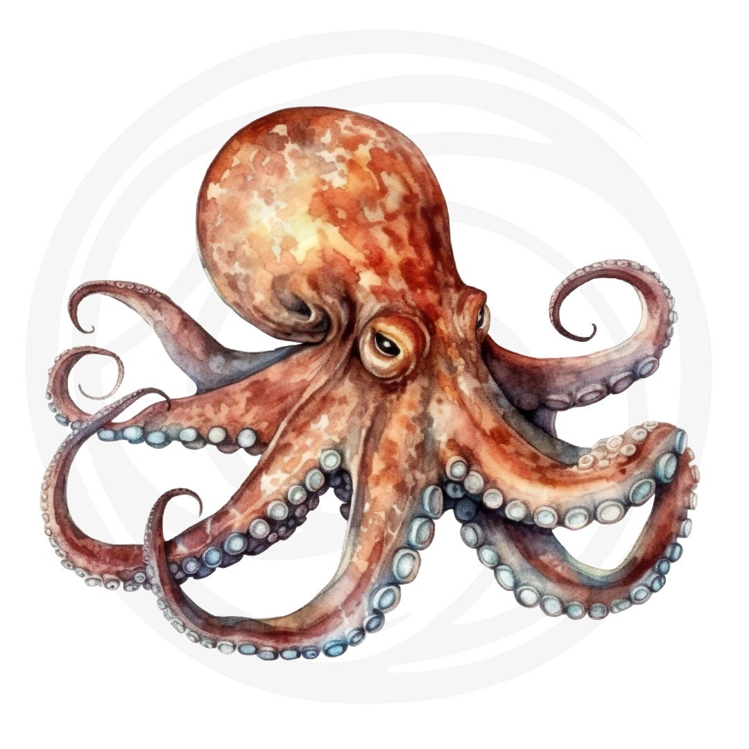 Sea Creature Clipart 14 High Quality Jpgs White & - Etsy