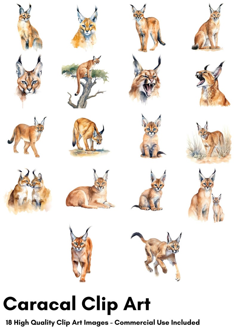 Caracal Clipart - 18 High Quality Pngs - White & Transparent Background ...