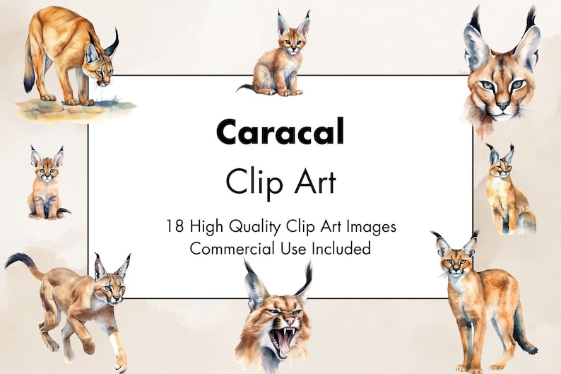 Caracal Clipart - 18 High Quality Pngs - White & Transparent Background ...