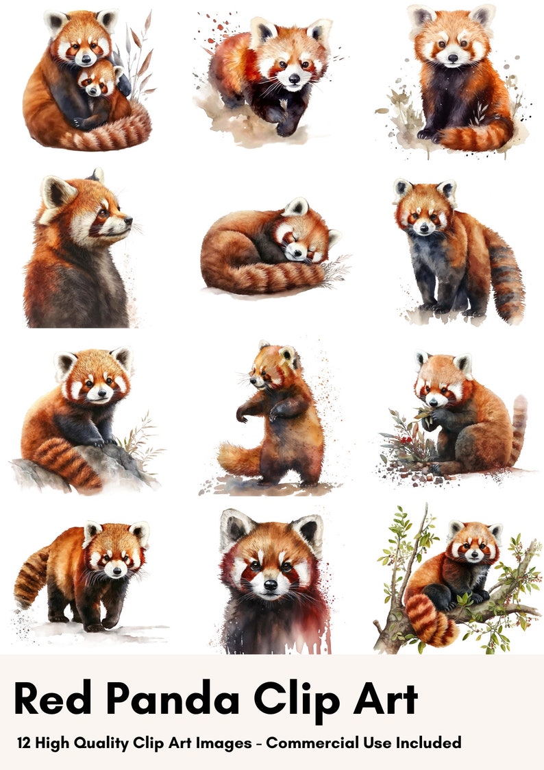 Red Panda Clipart- 12 High Quality Pngs - White and Transparent ...