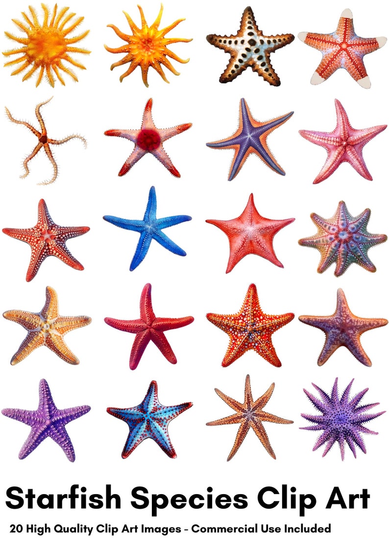 Starfish Species Clipart - 20 High Quality Jpgs - White & Transparent ...