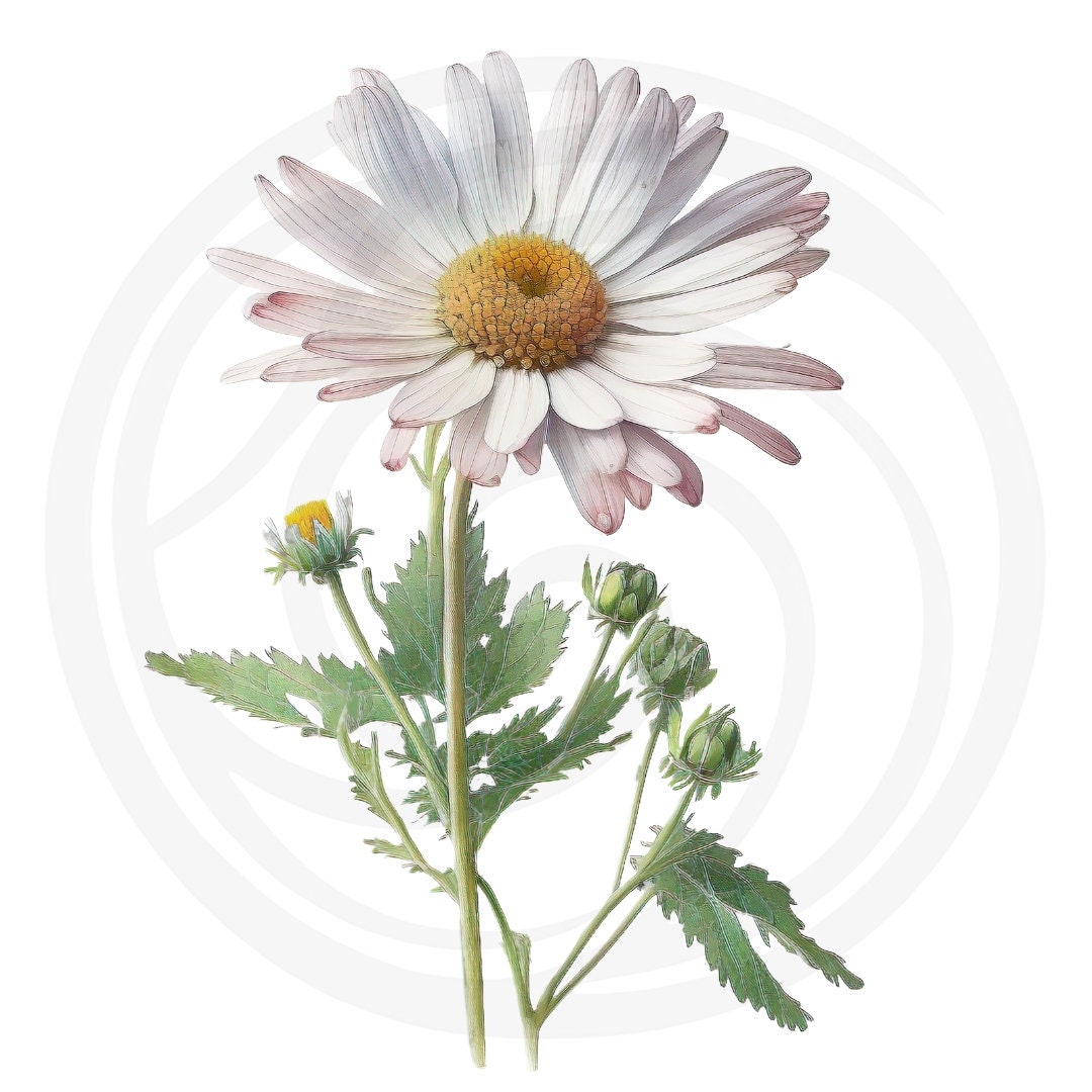 Daisy Flowers Clipart - 21 High Quality Jpgs - White & Transparent ...