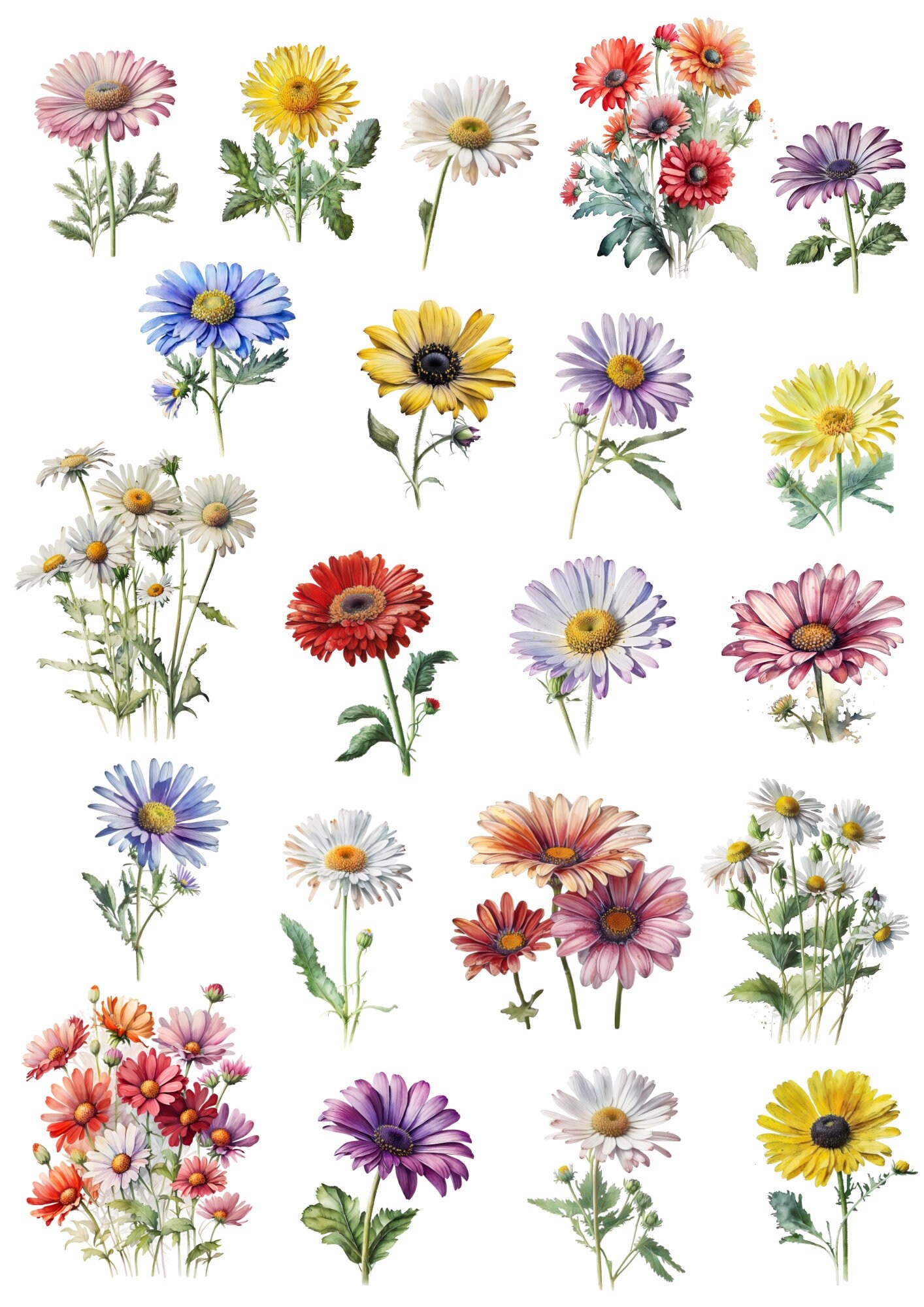 Daisy Flowers Clipart - 21 High Quality Jpgs - White & Transparent ...