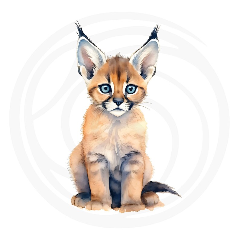 Caracal Clipart - 18 High Quality Pngs - White & Transparent Background ...