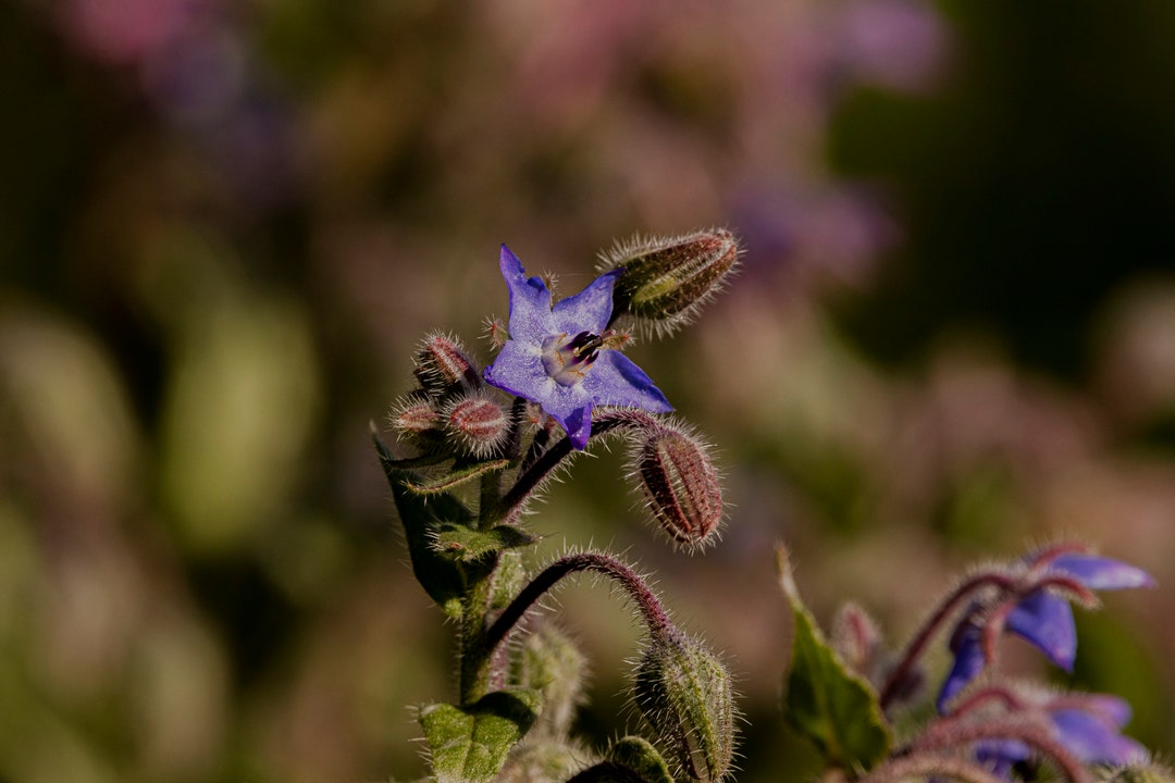 The Mysterious Elegance of a Violet Flower - Etsy
