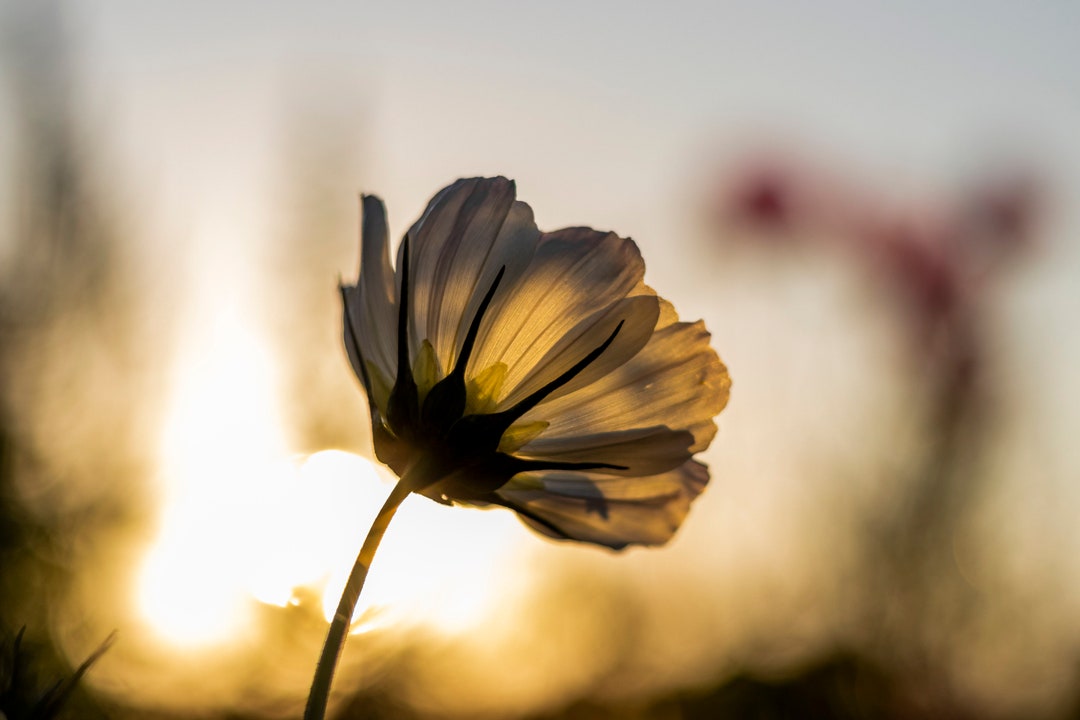 Beautiful Photo of a Flower Backlit. Flower in a Field. Backlit ...