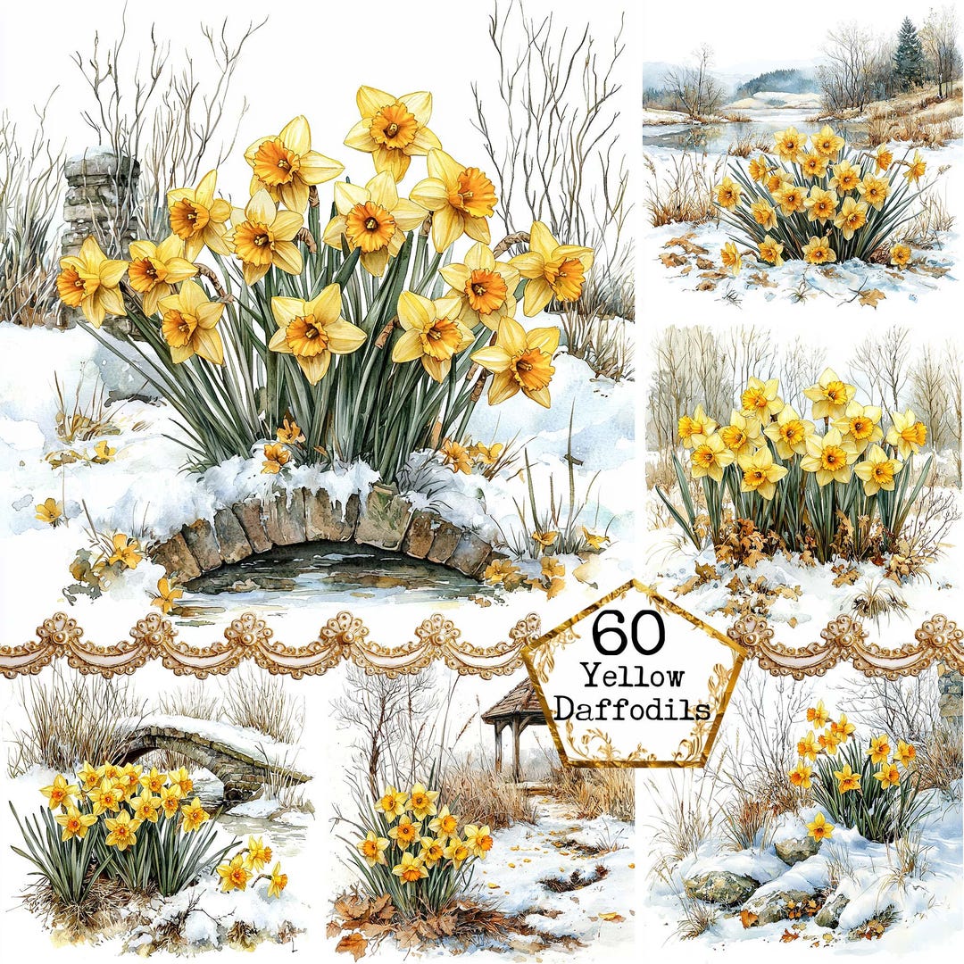 JPEG Watercolor Daffodil Clipart Bundle Early Spring Flower Snowy ...