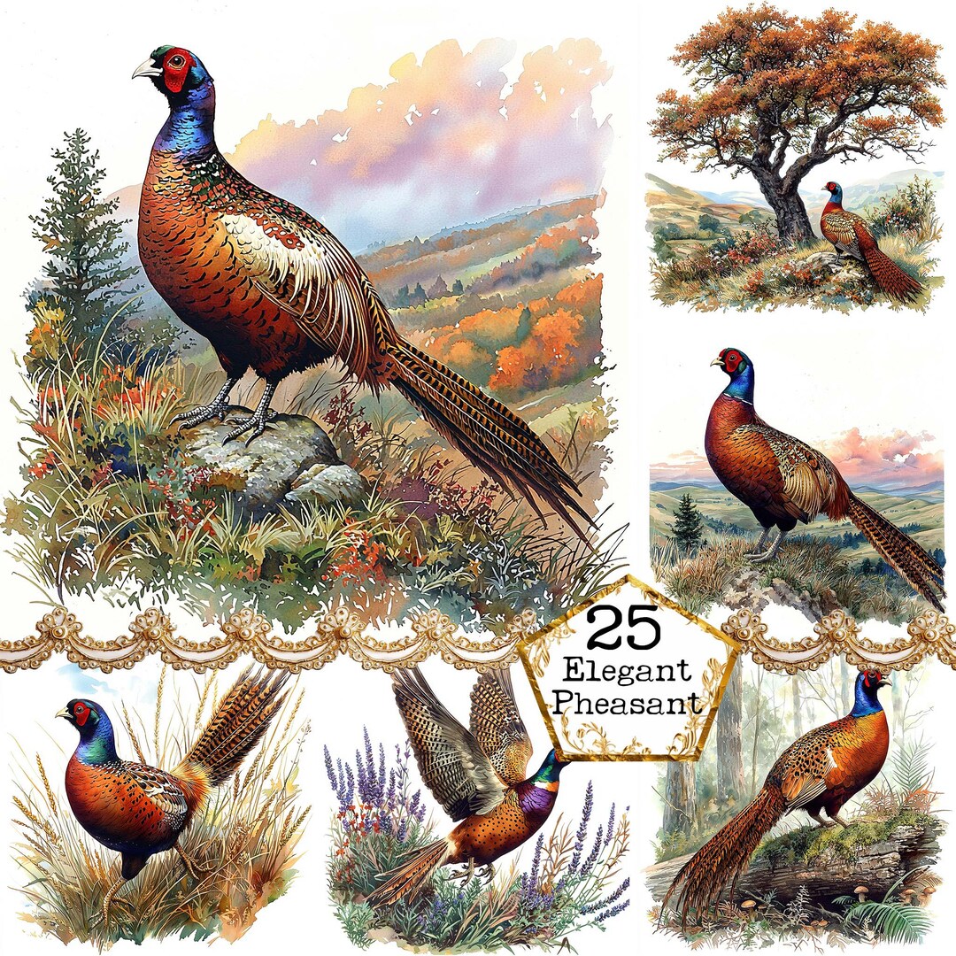 JPEG Watercolor Pheasant Clipart Bundle Hunting Illustrations Pheasant ...
