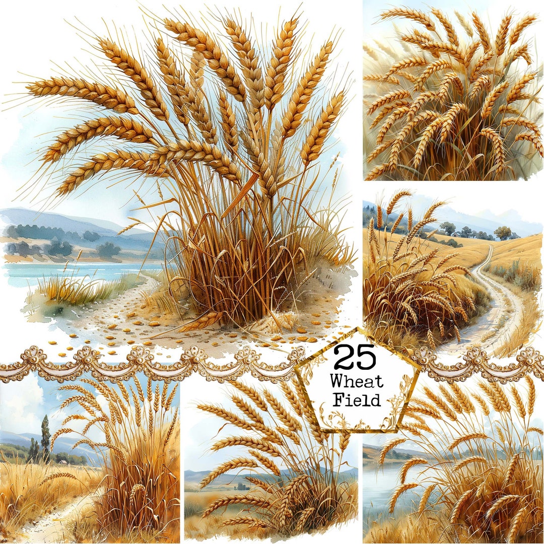 Watercolor Wheat Clipart Bundle JPEG Wheat Digital Images Wheat ...