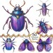 JPEG Purple Bugs Clipart Bundle Watercolor Bugs Insect Clipart ...