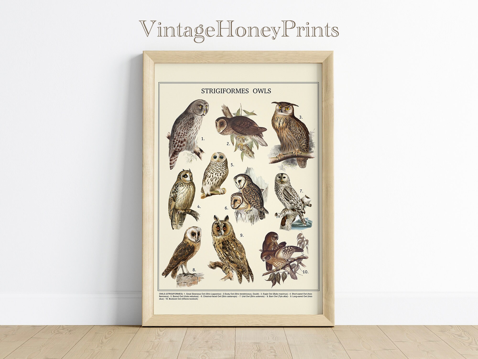 Owls Vintage Poster. DIGITAL DOWNLOAD. Printable Wall Art. Antique ...