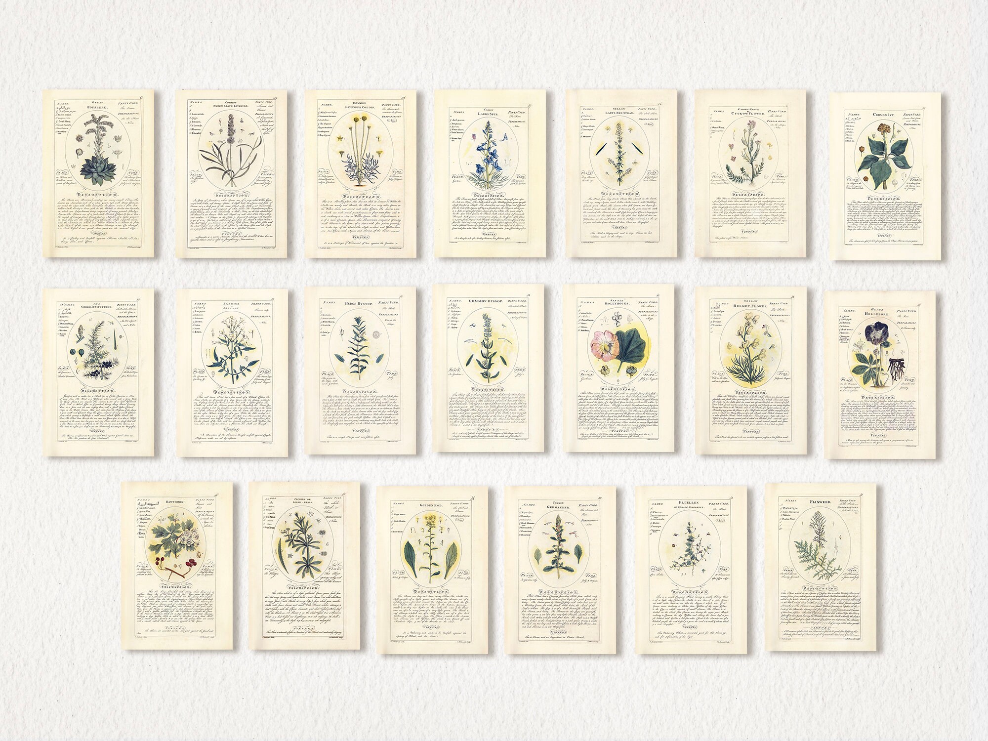 Medicinal Plants. DIGITAL DOWNLOAD. Botanicum Medicinale Herbal ...