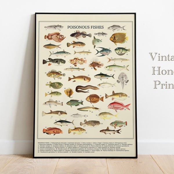 Vintage Fish Poster - Etsy