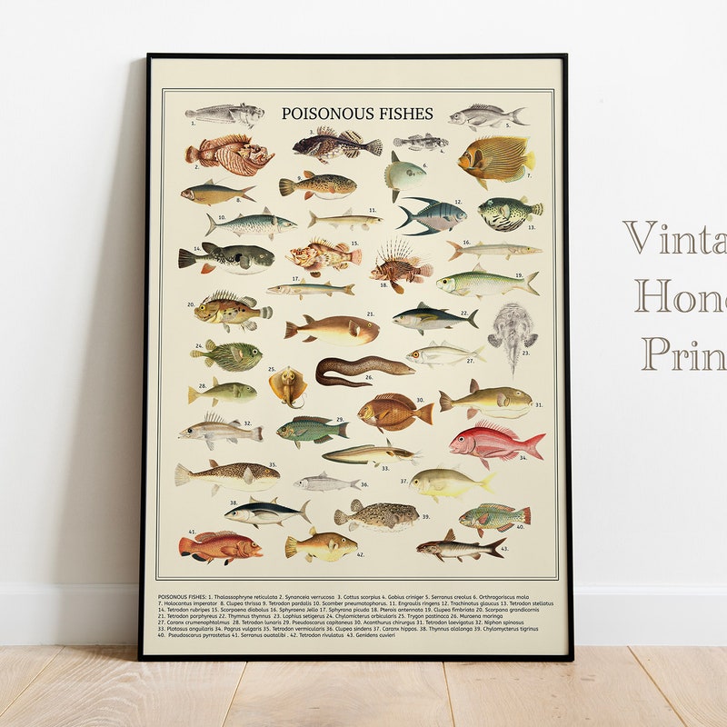 Fish Poster - Etsy