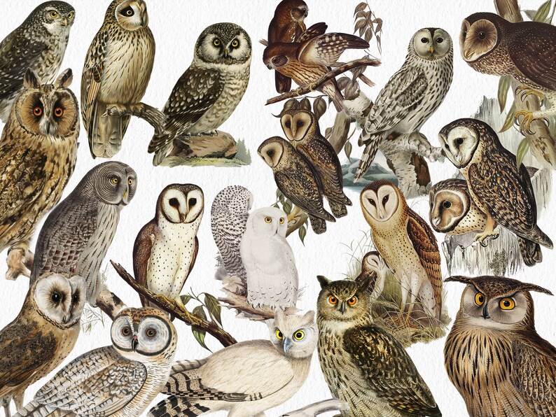 Vintage Owls. DIGITAL DOWNLOAD. PNG Files Isolated on Transparent ...