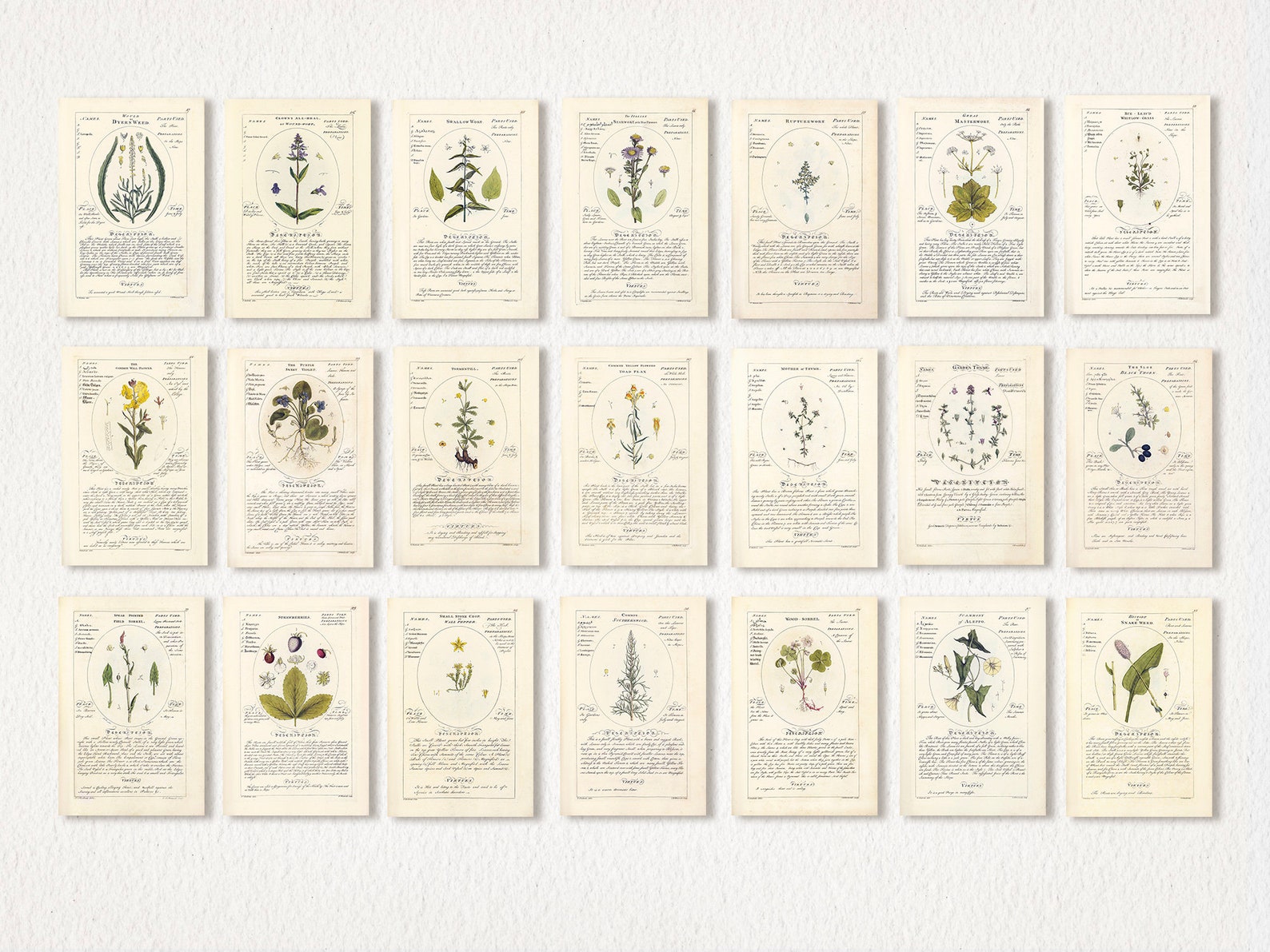 Medicinal Plants. DIGITAL DOWNLOAD. Botanicum Medicinale Herbal ...