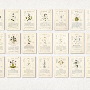 Medicinal Plants. DIGITAL DOWNLOAD. Botanicum Medicinale Herbal ...