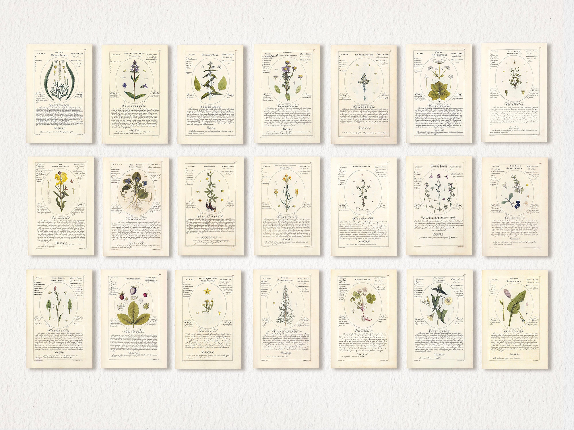 Medicinal Plants. DIGITAL DOWNLOAD. Botanicum Medicinale Herbal ...