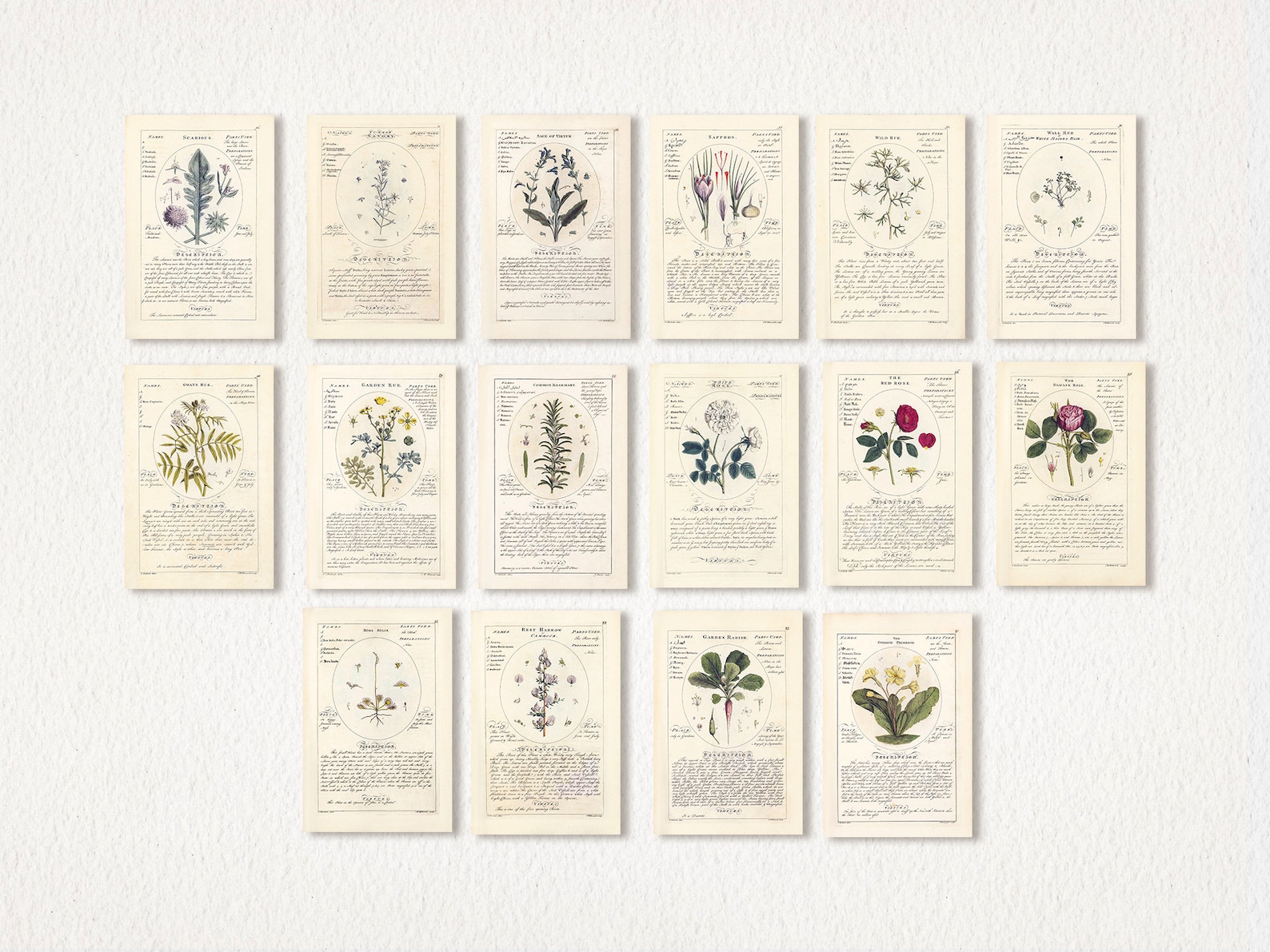 Medicinal Plants. DIGITAL DOWNLOAD. Botanicum Medicinale Herbal ...