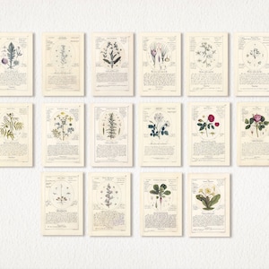 Medicinal Plants. DIGITAL DOWNLOAD. Botanicum Medicinale Herbal ...