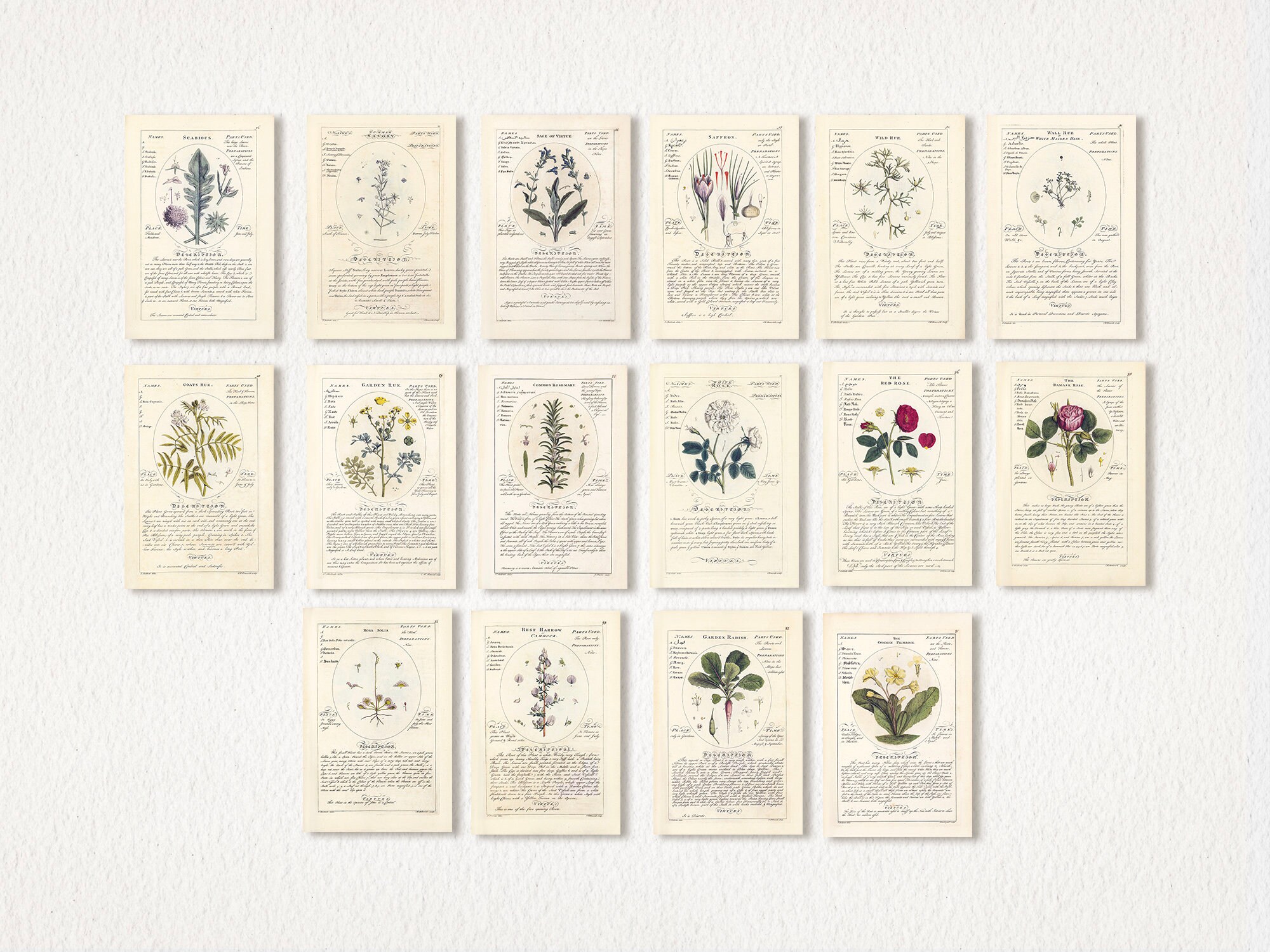 Medicinal Plants. DIGITAL DOWNLOAD. Botanicum Medicinale Herbal ...