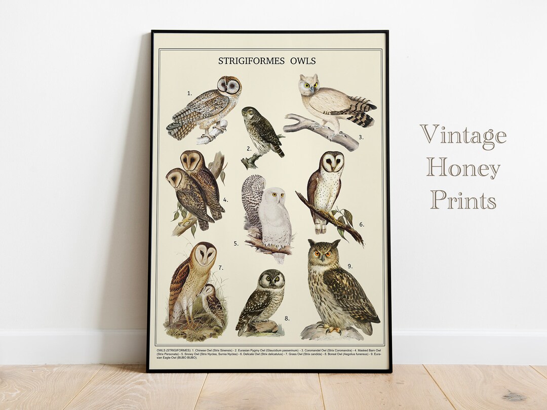 Owls Vintage Poster. DIGITAL DOWNLOAD. Printable Wall Art. Antique ...