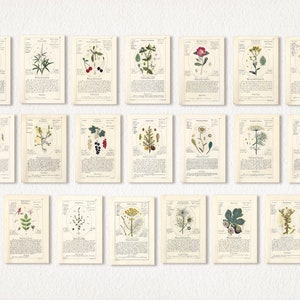 Medicinal Plants. DIGITAL DOWNLOAD. Botanicum Medicinale Herbal ...