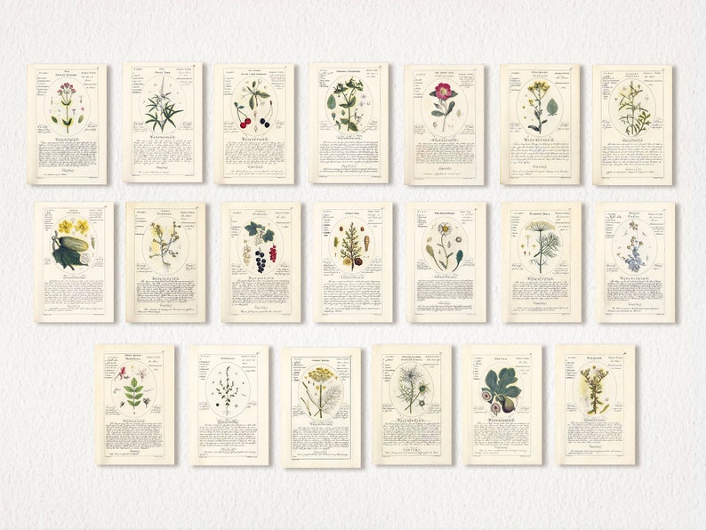 Plantas medicinales. DESCARGA DIGITAL. Botanicum Medicinale Herbal ...