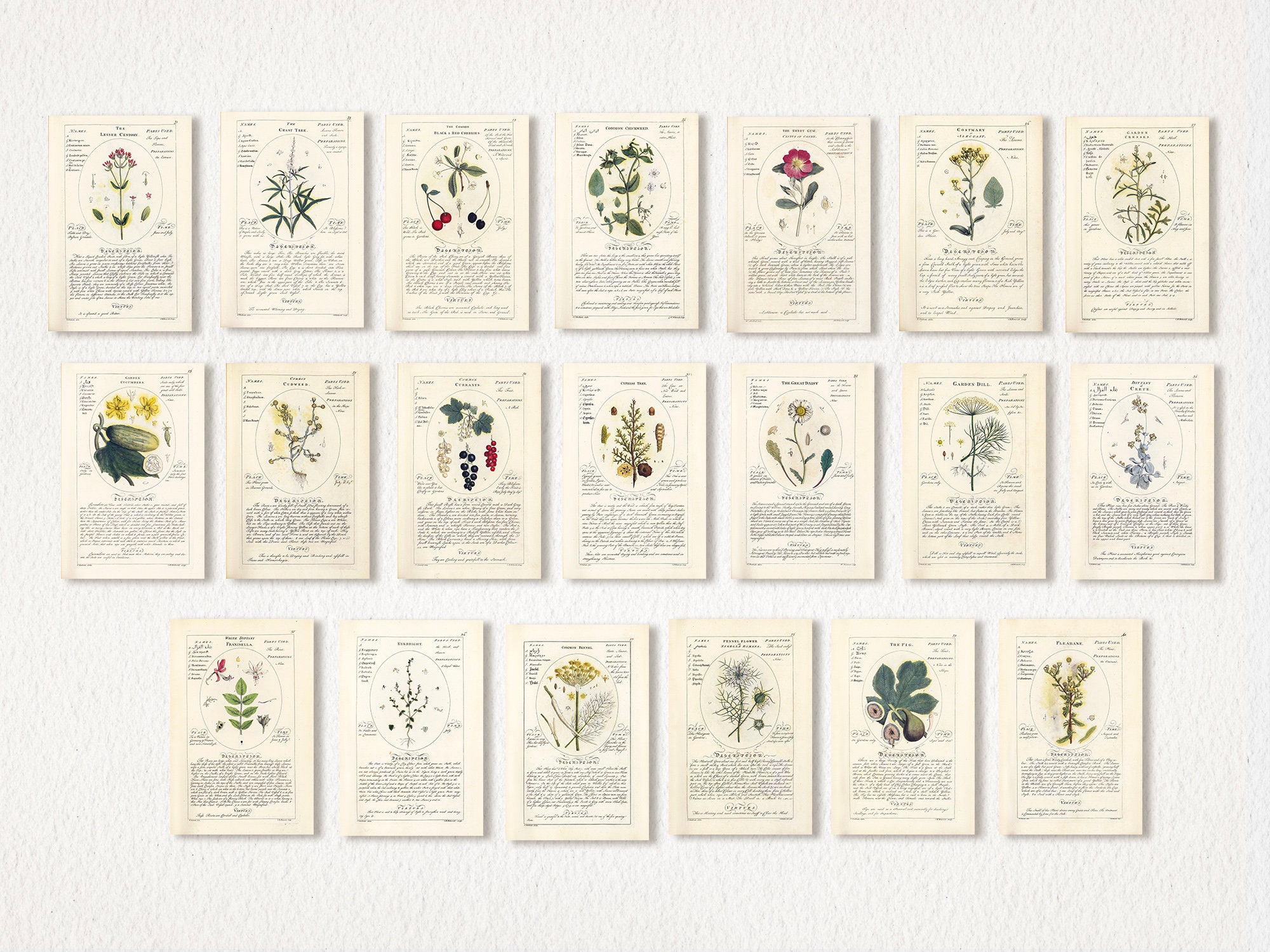 Medicinal Plants. DIGITAL DOWNLOAD. Botanicum Medicinale Herbal ...