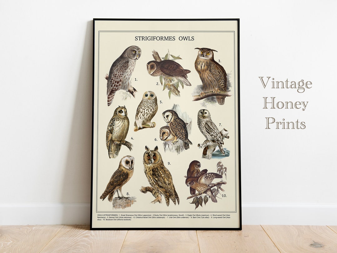 Owls Vintage Poster. DIGITAL DOWNLOAD. Printable Wall Art. Antique ...