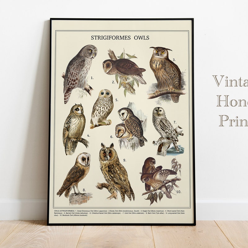 Owl Chart - Etsy