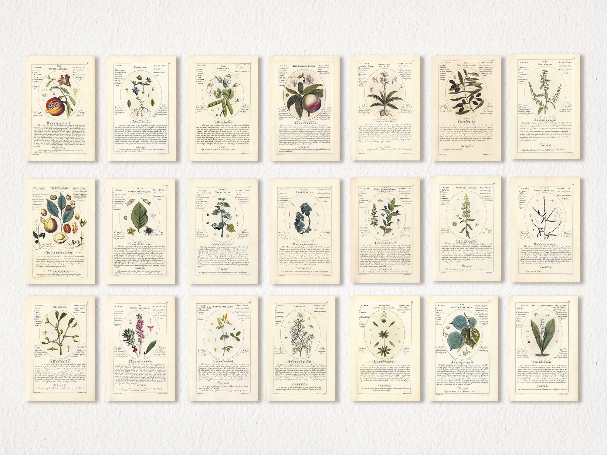 Medicinal Plants. DIGITAL DOWNLOAD. Botanicum Medicinale Herbal ...
