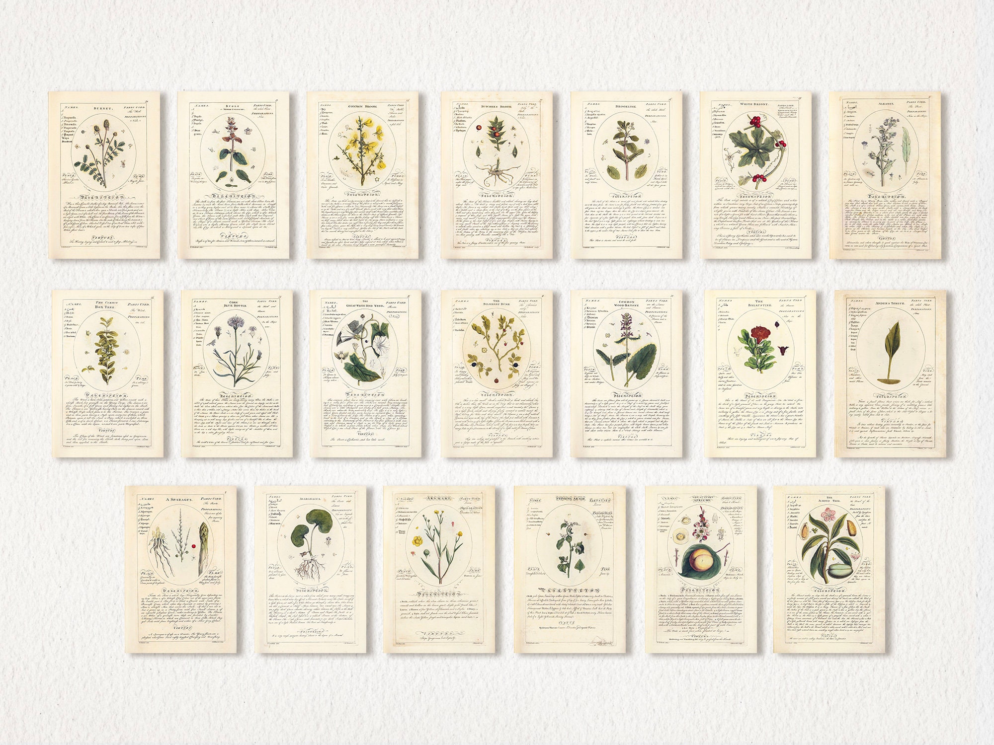 Medicinal Plants. DIGITAL DOWNLOAD. Botanicum Medicinale Herbal ...