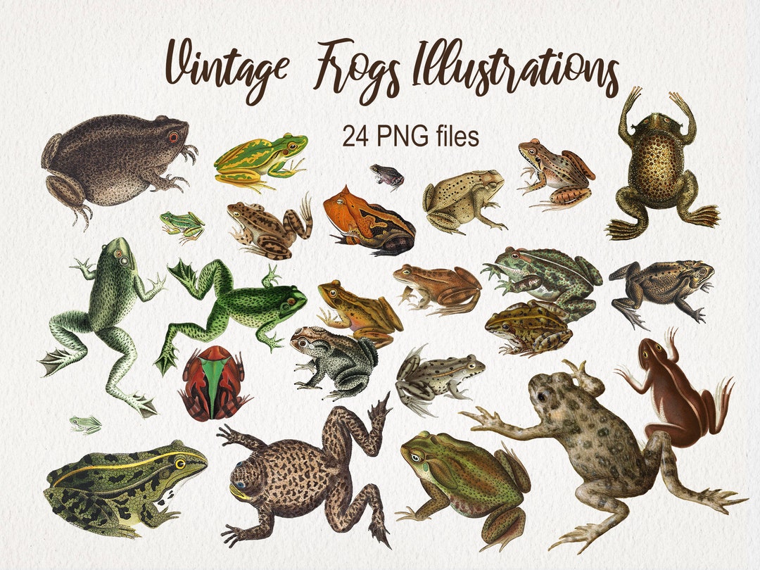 Vintage Frogs and Toads. DIGITAL DOWNLOAD. Animals Clipart PNG ...